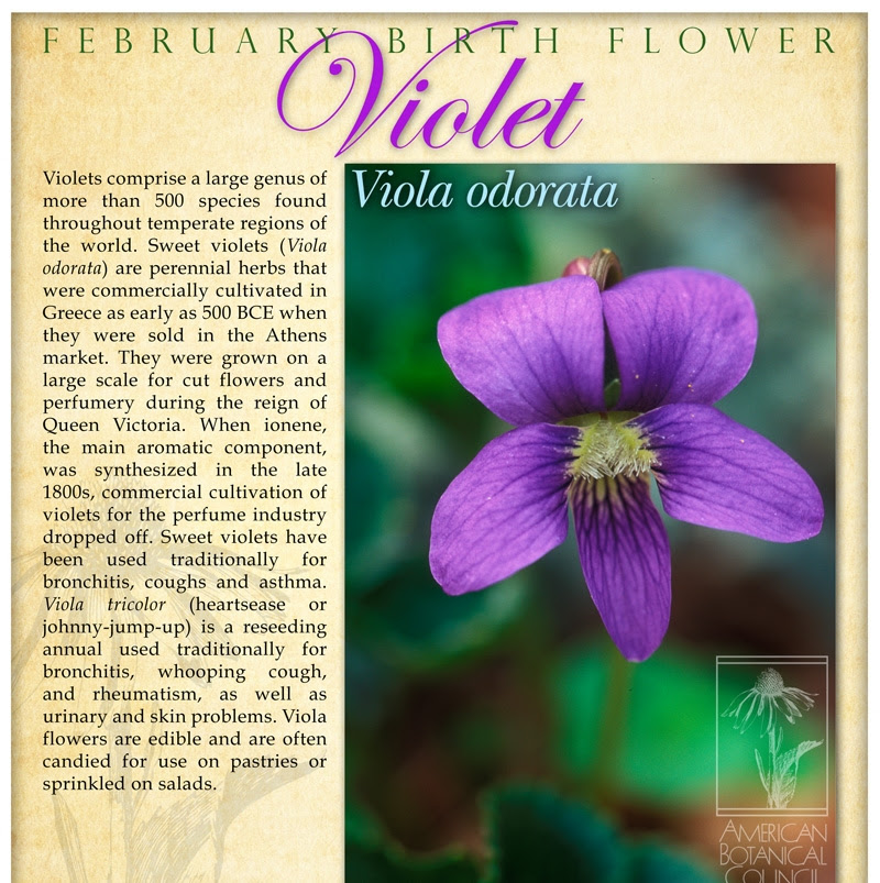 Magickal Properties and Uses of Viola, Violet Magic – Paths I Walk